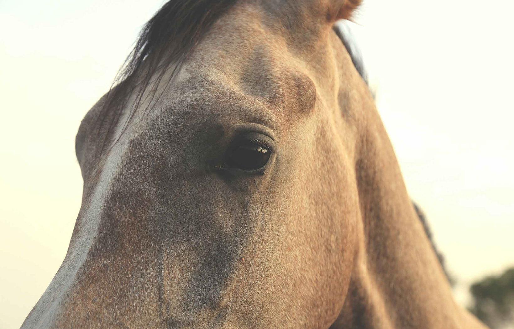 The Beatitudes: The Meek - Yellowstone Theological Institute